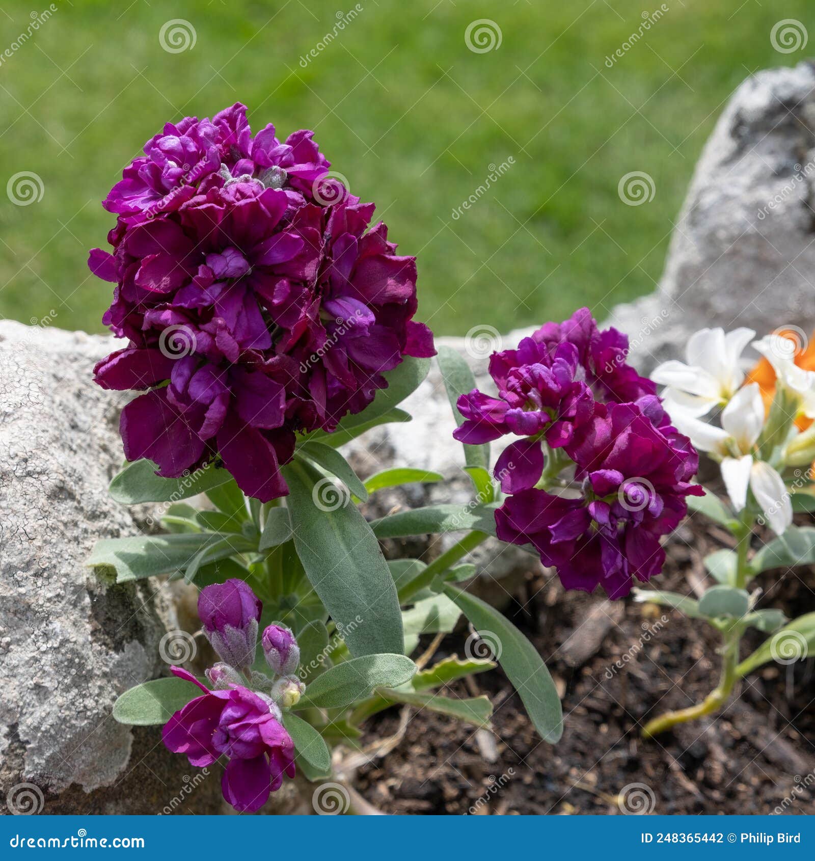 Hoary Stock, Matthiola Incana, Growing in a Wall at Thurlestone Devon ...