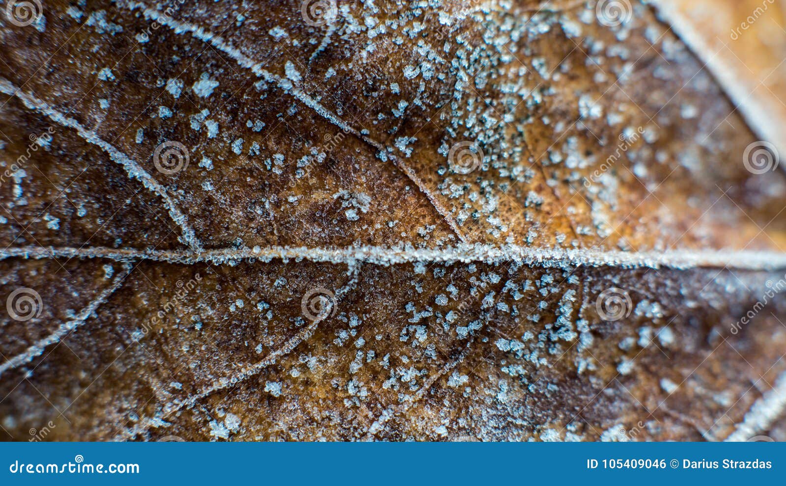Hoary on tree leave stock photo. Image of freeze, hoary - 105409046
