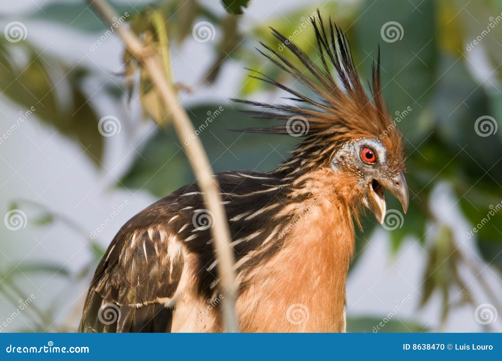 Hoatzin stock photo. Image of ecuador, family, animal - 8638470