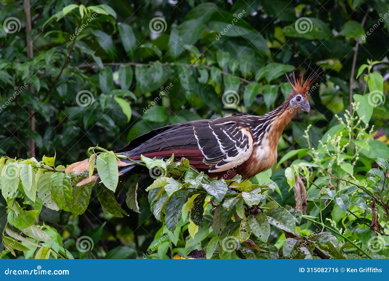 Hoatzin Bird from Amazon stock photo. Image of rainforest - 315082716