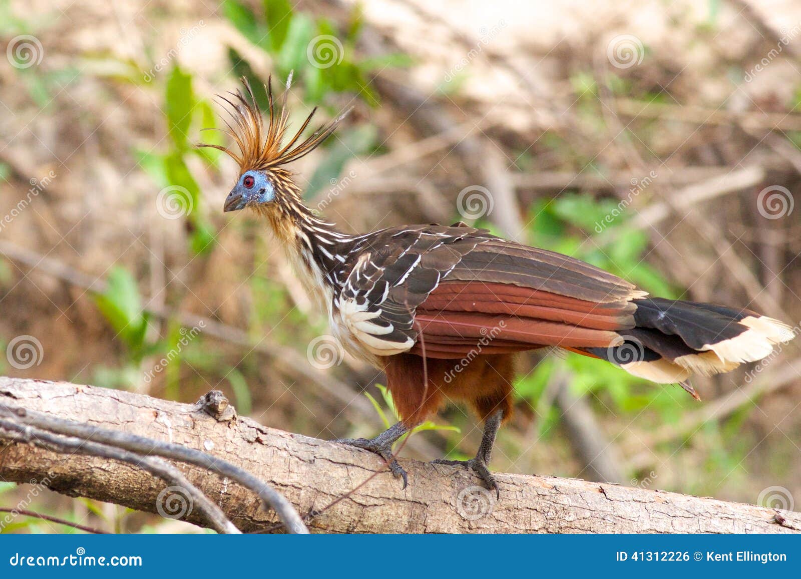 Hoatzin Bird in Bolivia stock photo. Image of canje, stink - 41312226