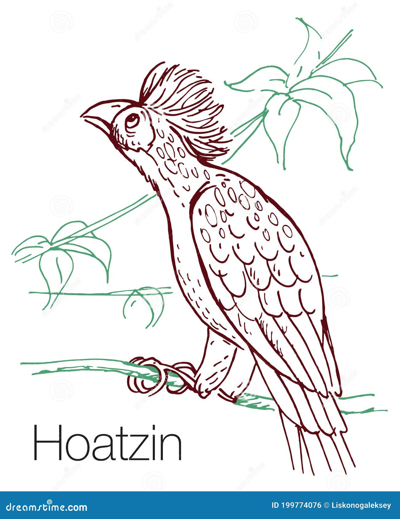 Hoatzin Hand Drawn Vector Illustration Stock Vector - Illustration of ...