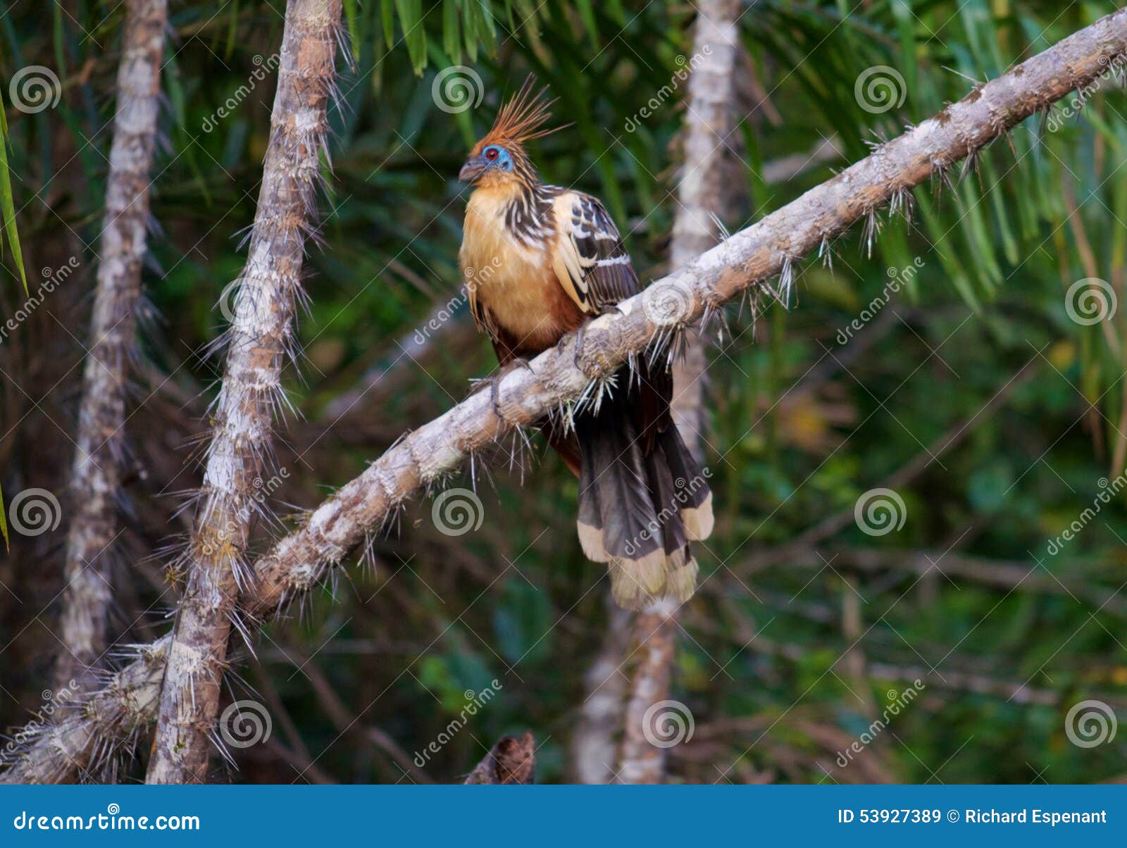Hoatzin or Stinky Turkey stock image. Image of jungle - 53927389