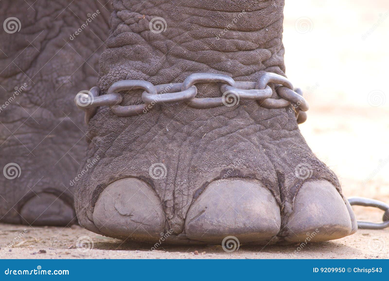 Hobbled Foot of an Indian Elephant Stock Photo - Image of large, foot ...
