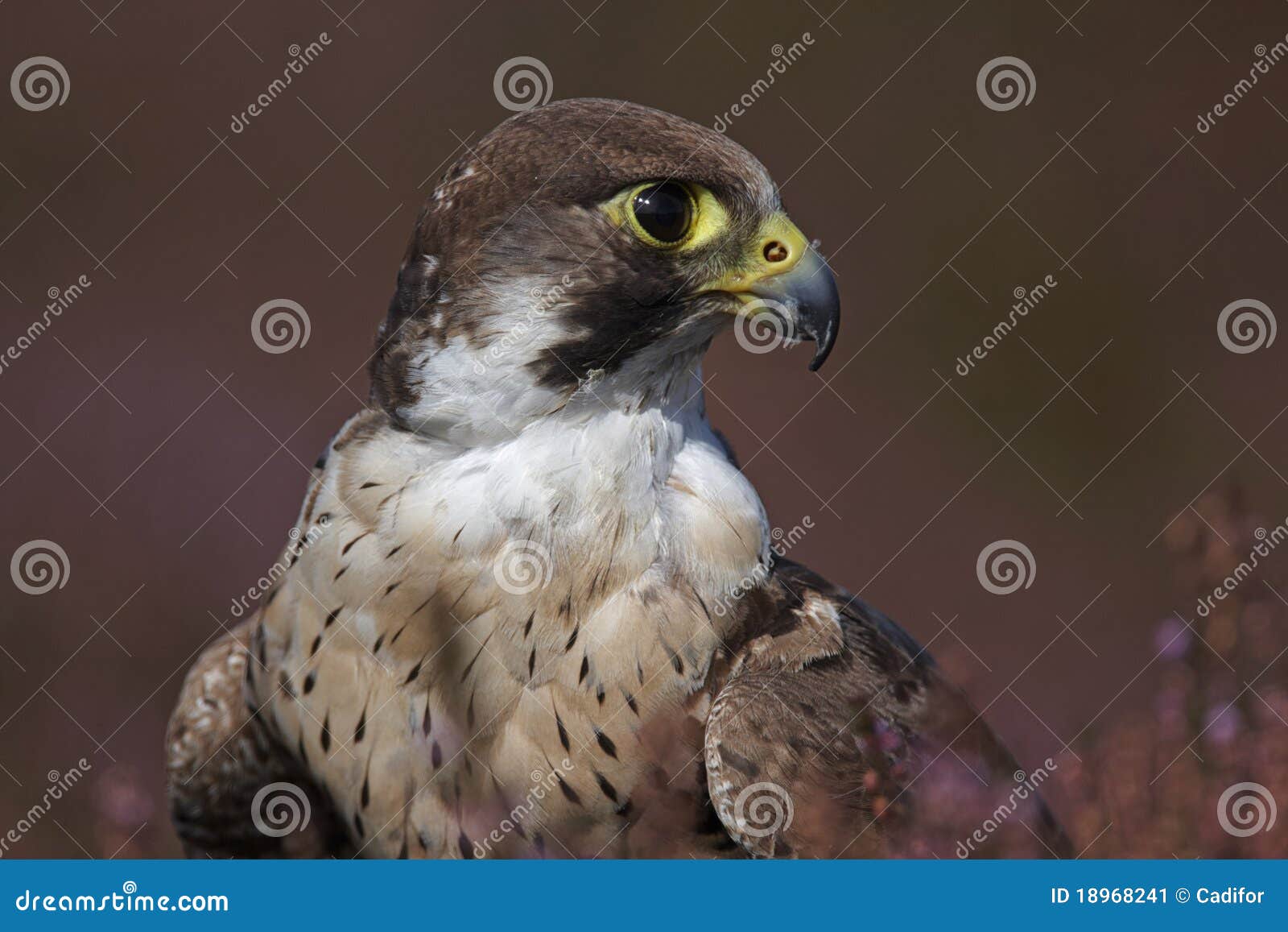 Hobby stock image. Image of fauna, wildlife, eagle, captive - 18968241
