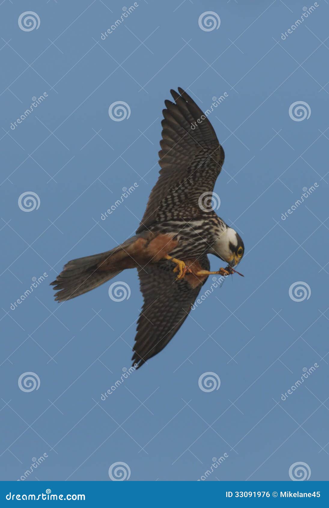 Hobby, Falco subbuteo stock photo. Image of subbuteo - 33091976