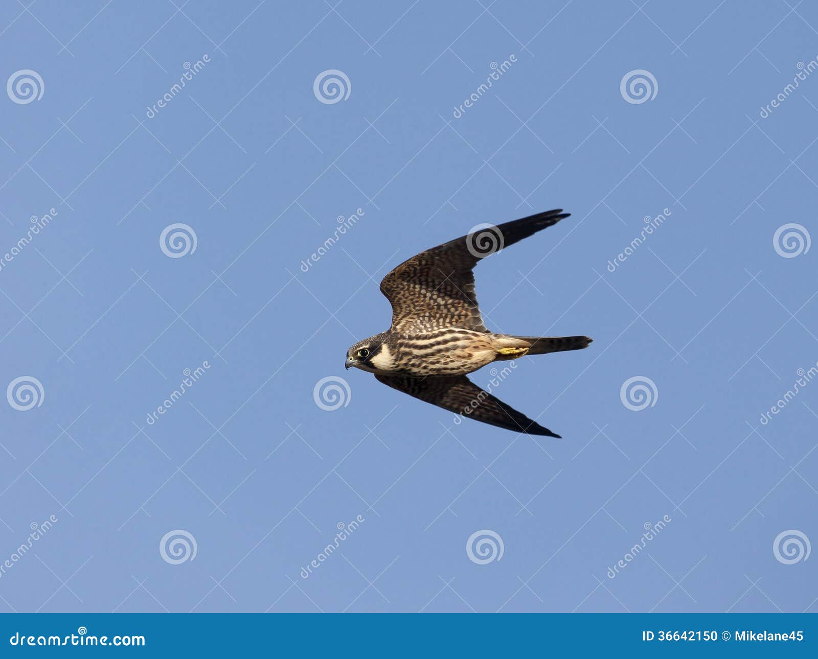 Hobby, Falco subbuteo stock photo. Image of single, nature - 36642150