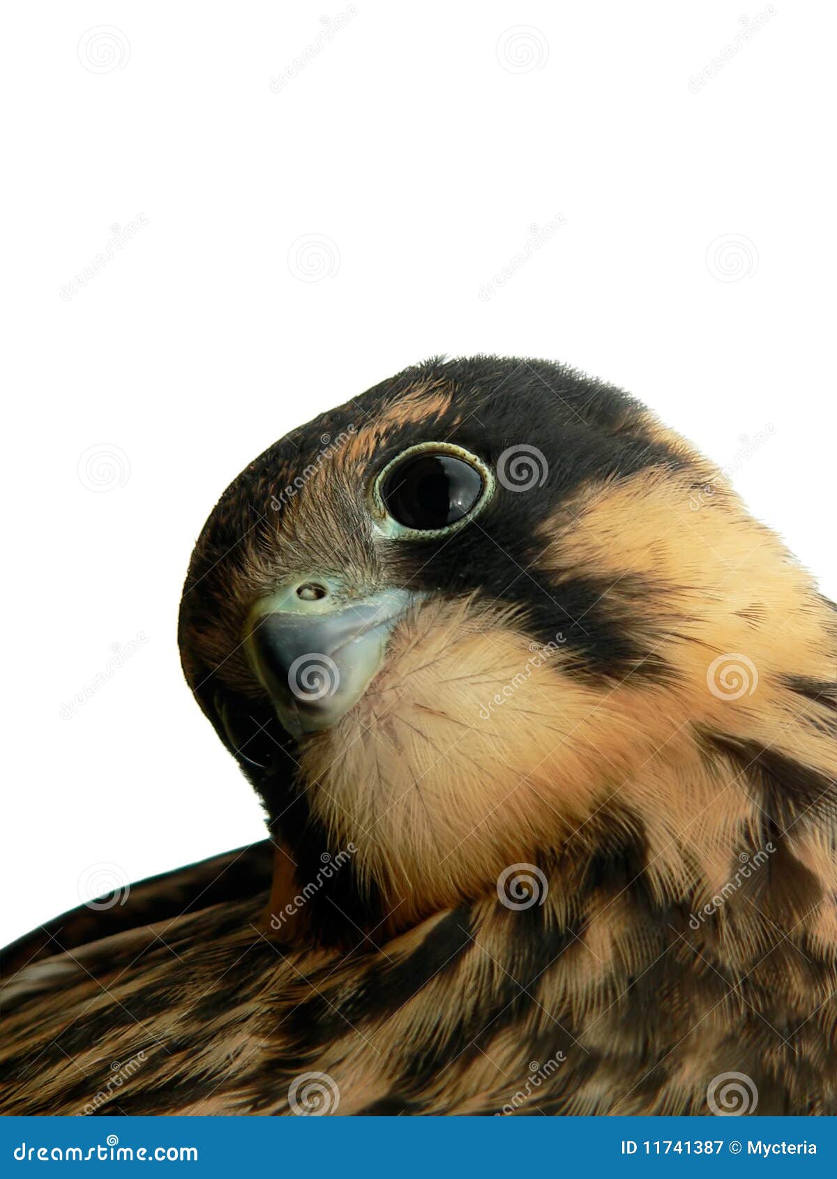 Hobby falcon stock image. Image of animal, hawk, falcon - 11741387