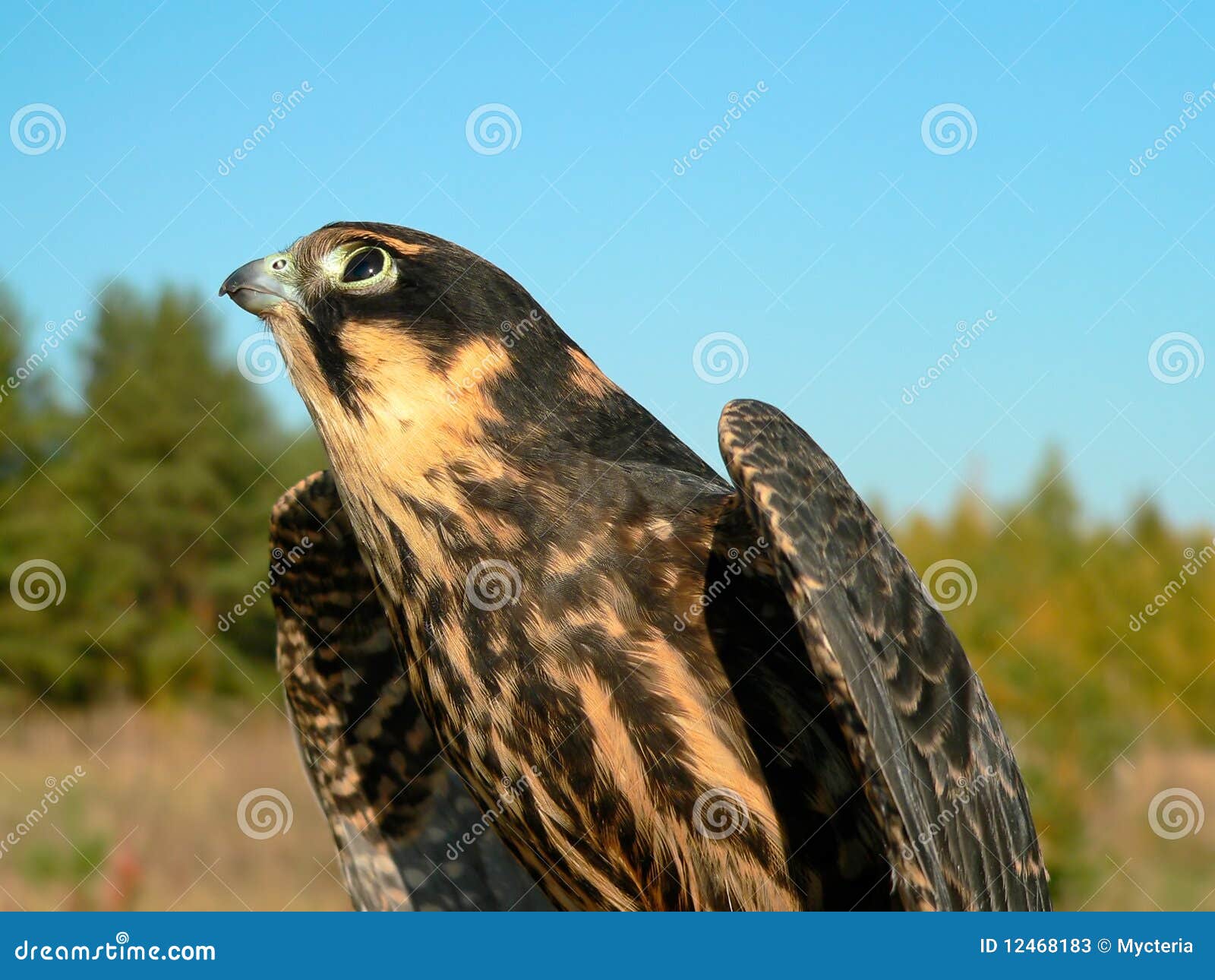 Hobby falcon stock image. Image of animal, autumn, hobby - 12468183
