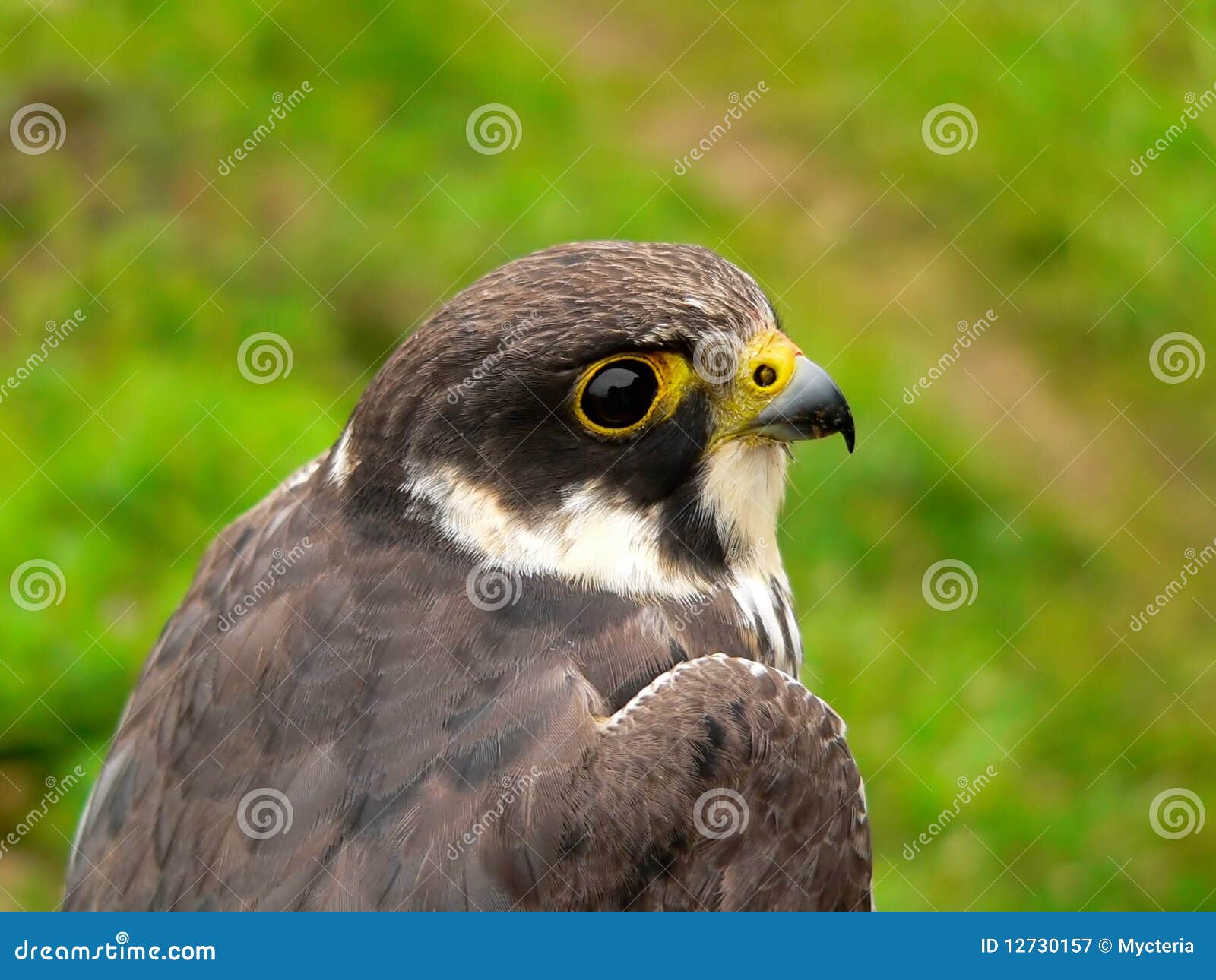 Hobby Falcon Stock Photos - Download 339 Royalty Free Photos