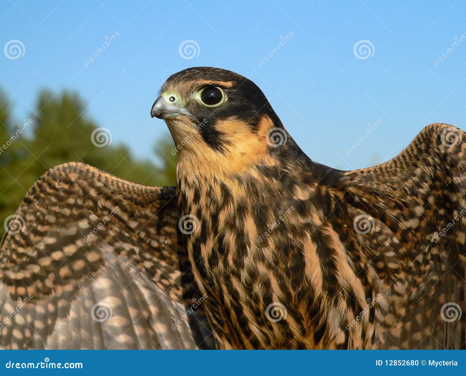 Hobby falcon stock photo. Image of animal, copy, flying - 12852680