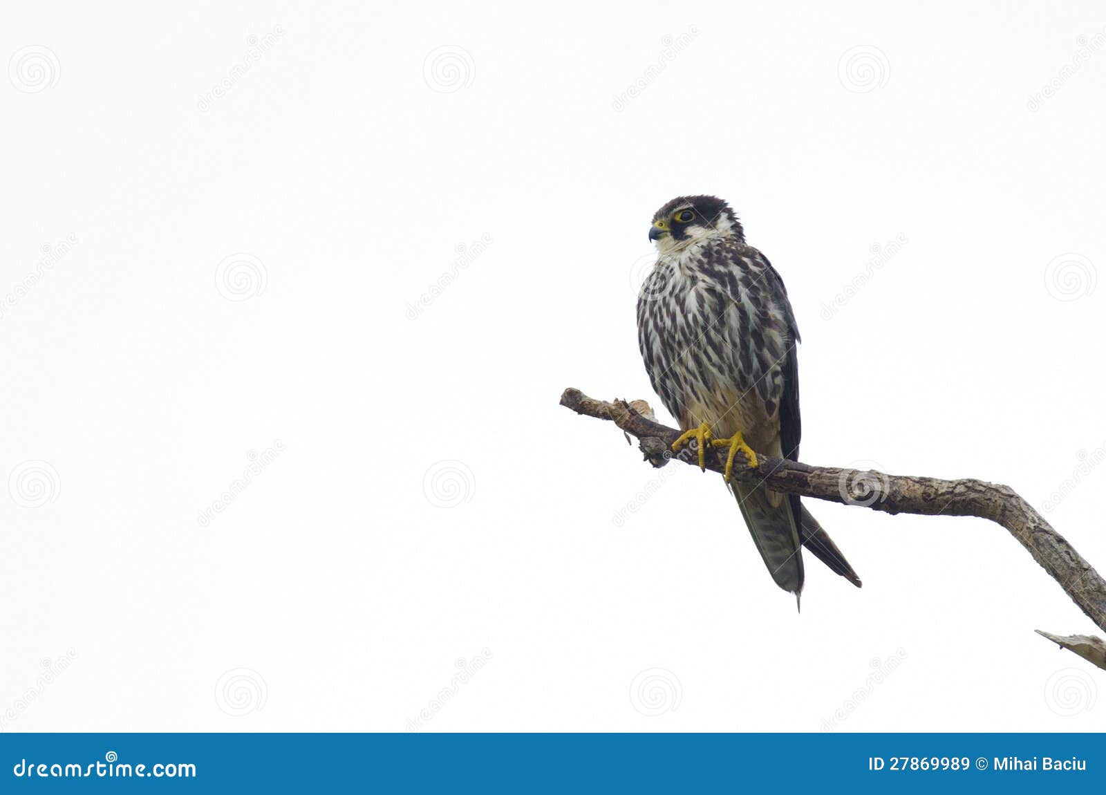 Hobby Falcon stock image. Image of falco, prey, vertical - 27869989