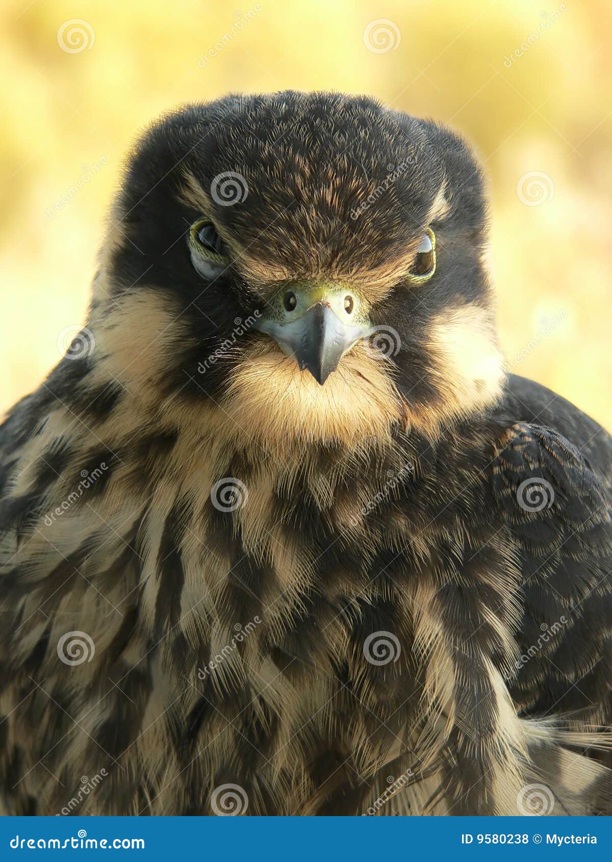 Hobby falcon stock photo. Image of autumn, astonishment - 9580238