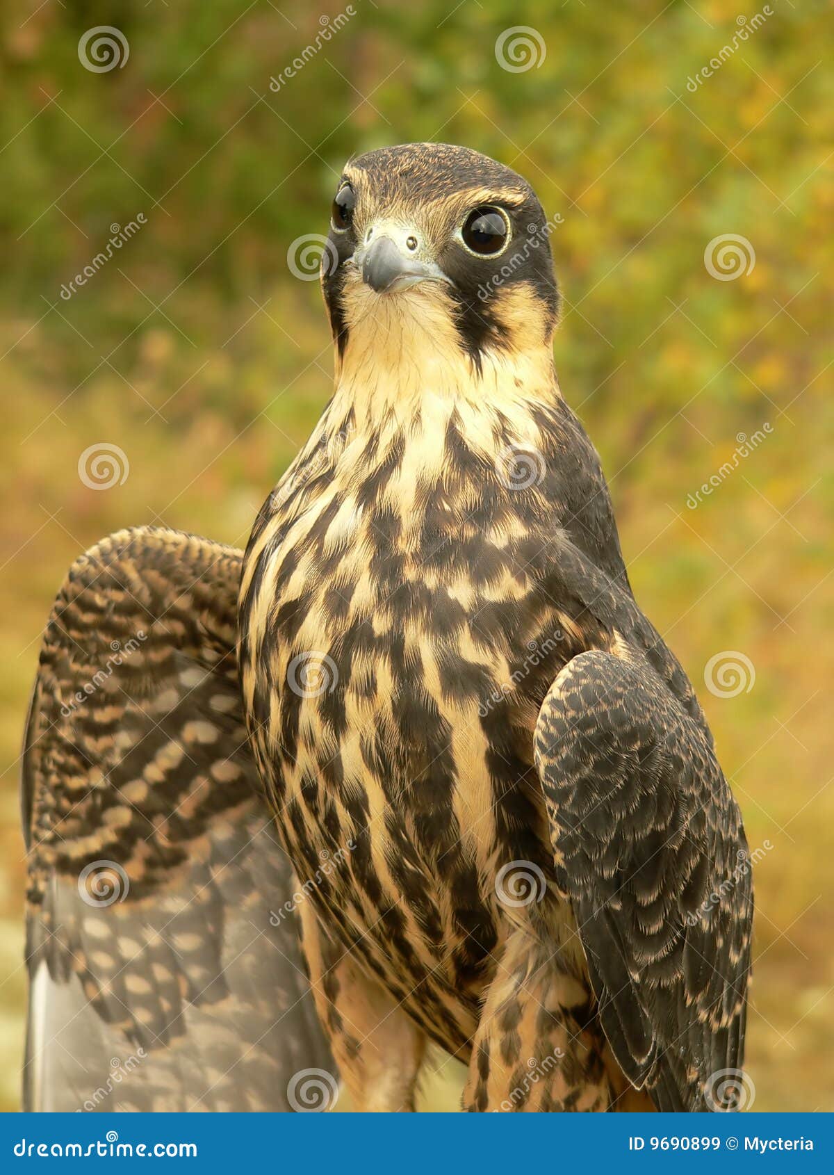 Hobby falcon stock image. Image of falcon, astonishment - 9690899