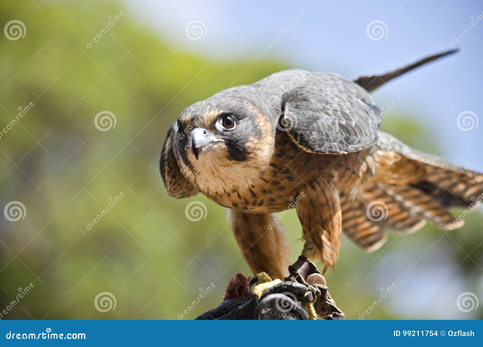 Hobby falcon stock photo. Image of beak, hobby, bird - 99211754