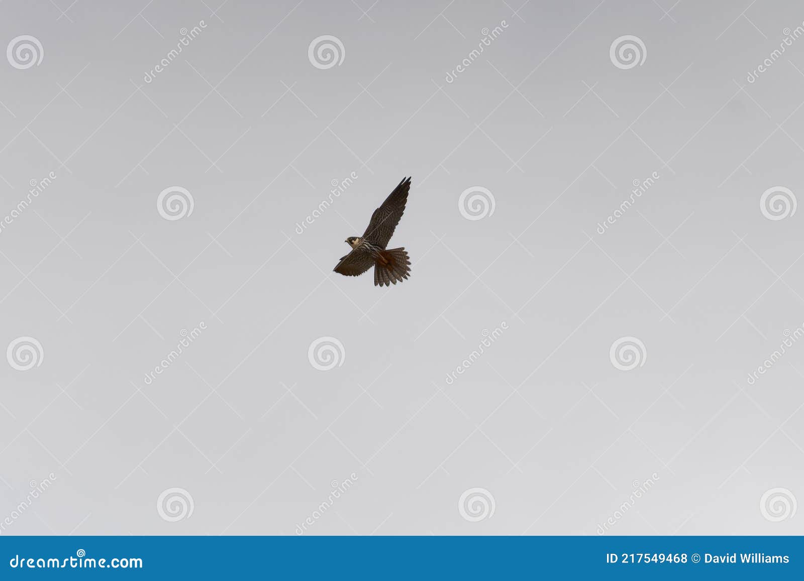 Hobby falcon in flight stock photo. Image of levels - 217549468