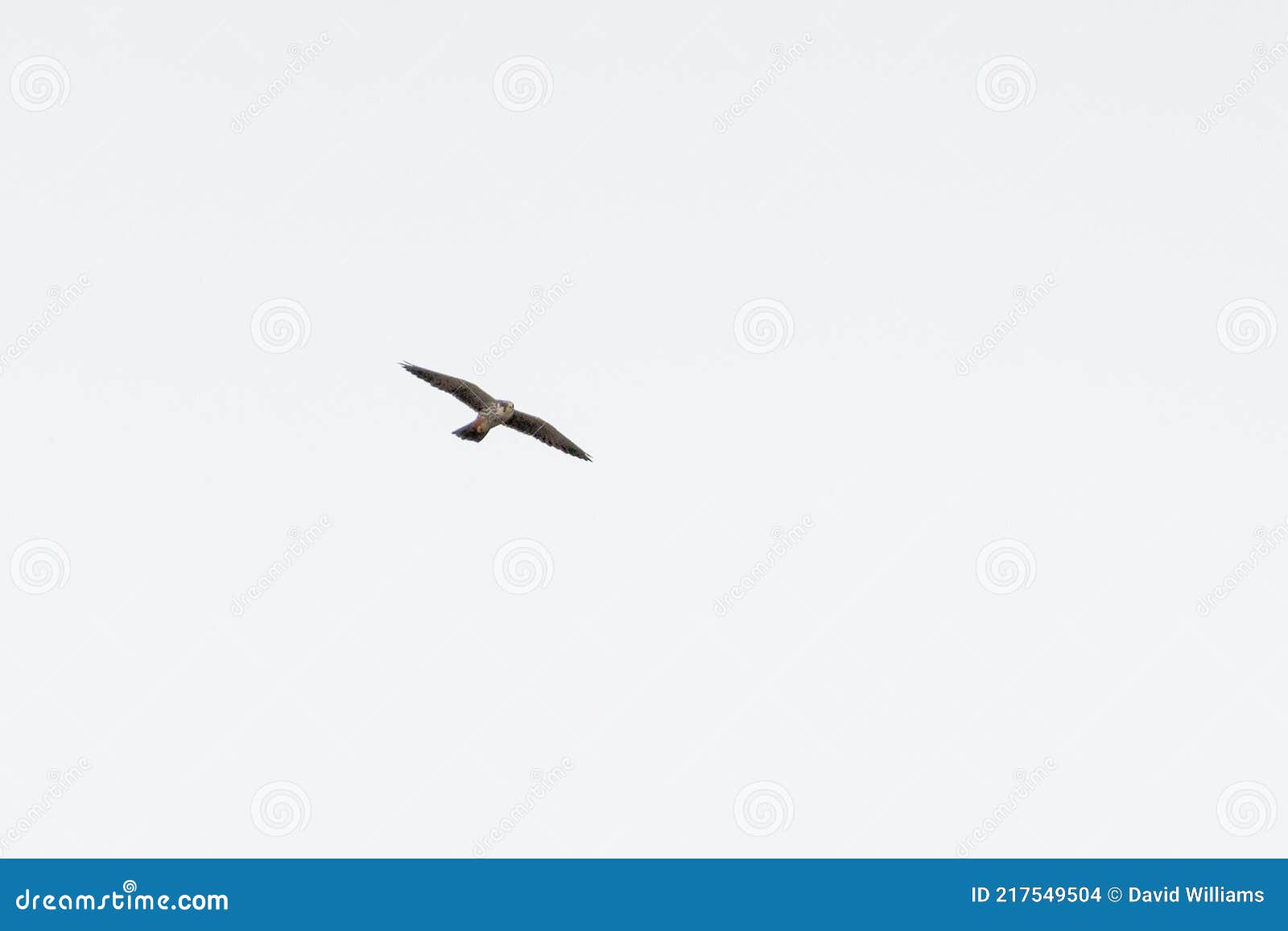 Hobby falcon in flight stock photo. Image of wetlands - 217549504
