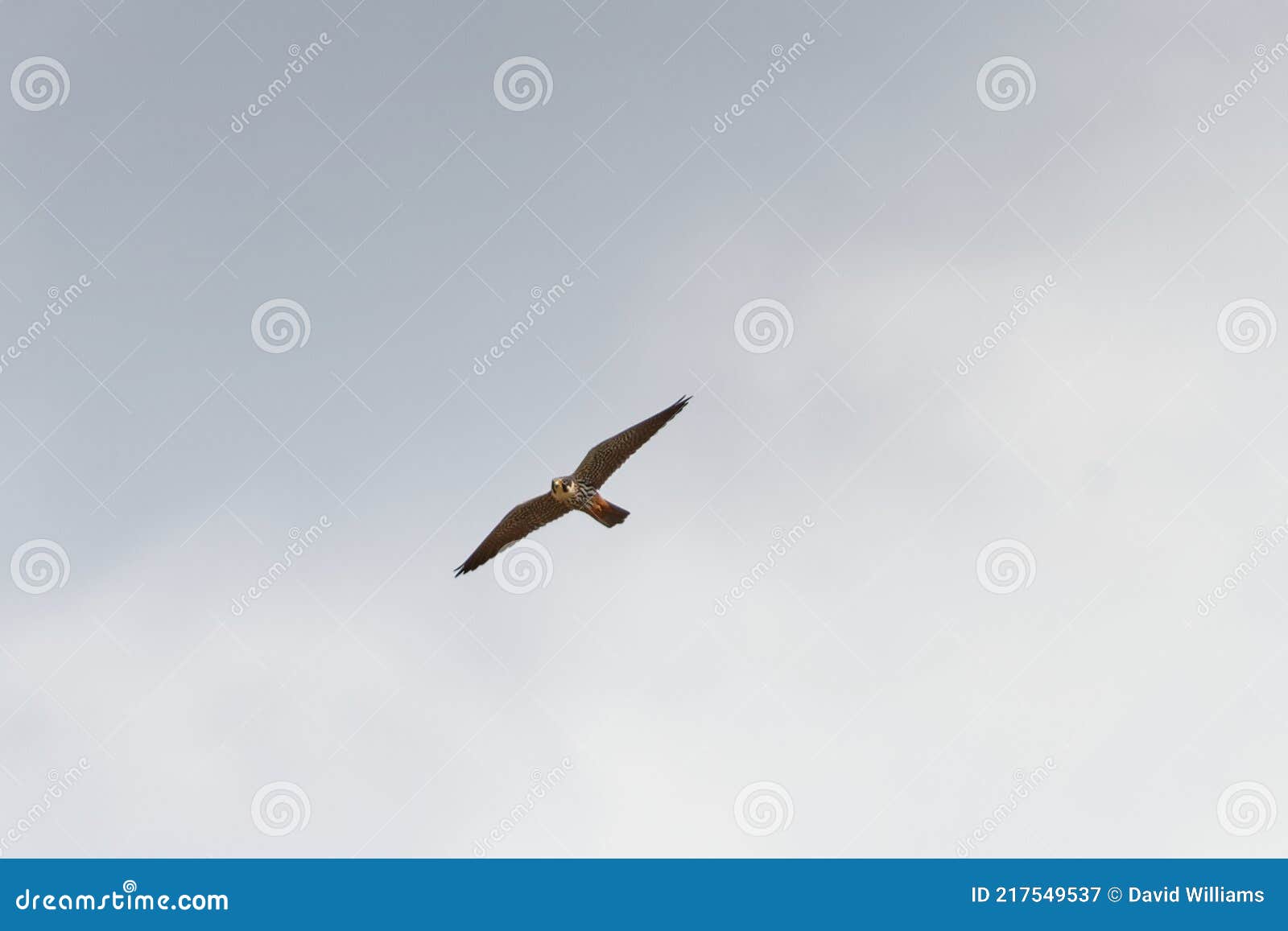 Hobby falcon in flight stock image. Image of reserve - 217549537