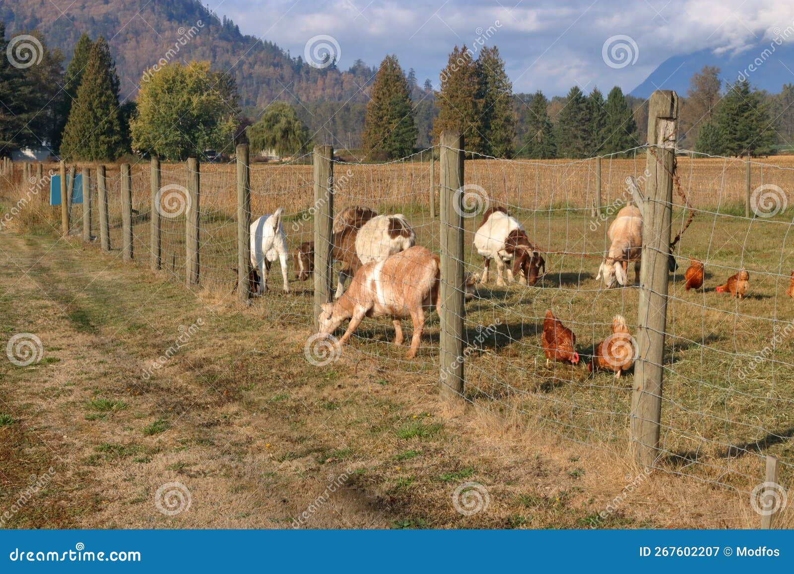 Hobby Farm Animals Grazing stock image. Image of goat - 267602207