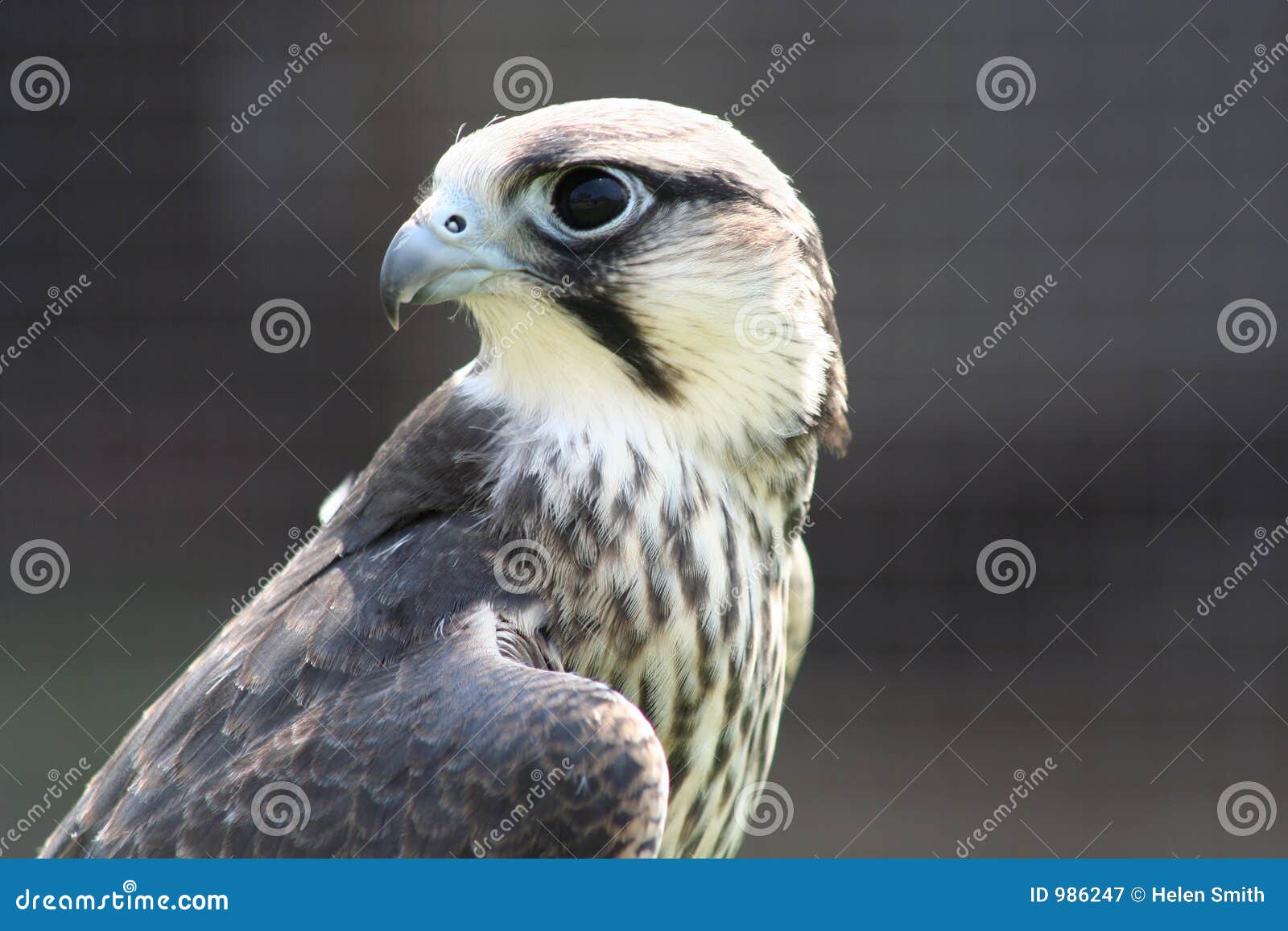 Hobby Hawk stock image. Image of proud, beady, hawk, bird - 986247