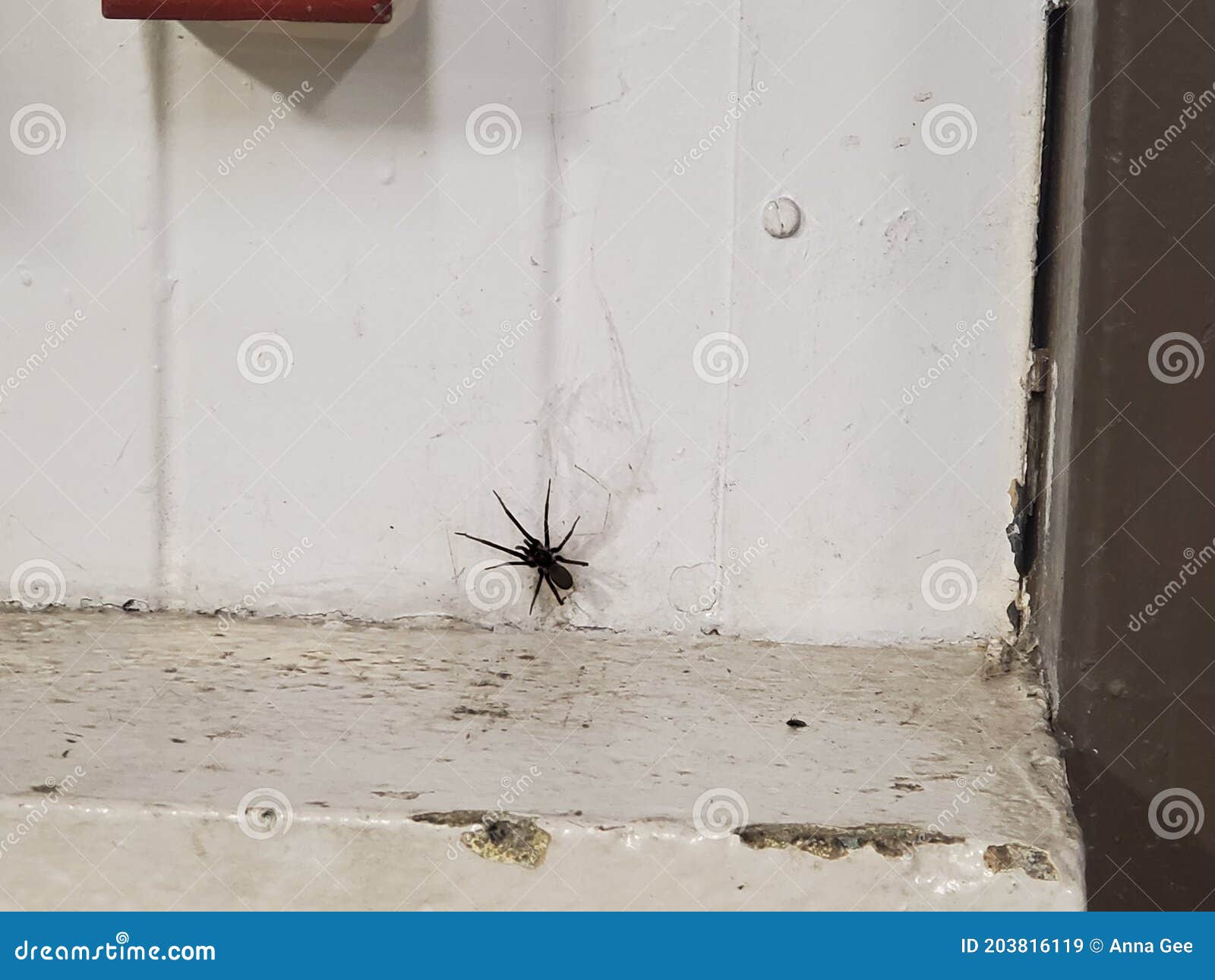 Hobo Spider Arachnids Creepy Long Legs Stock Image - Image of hobo ...