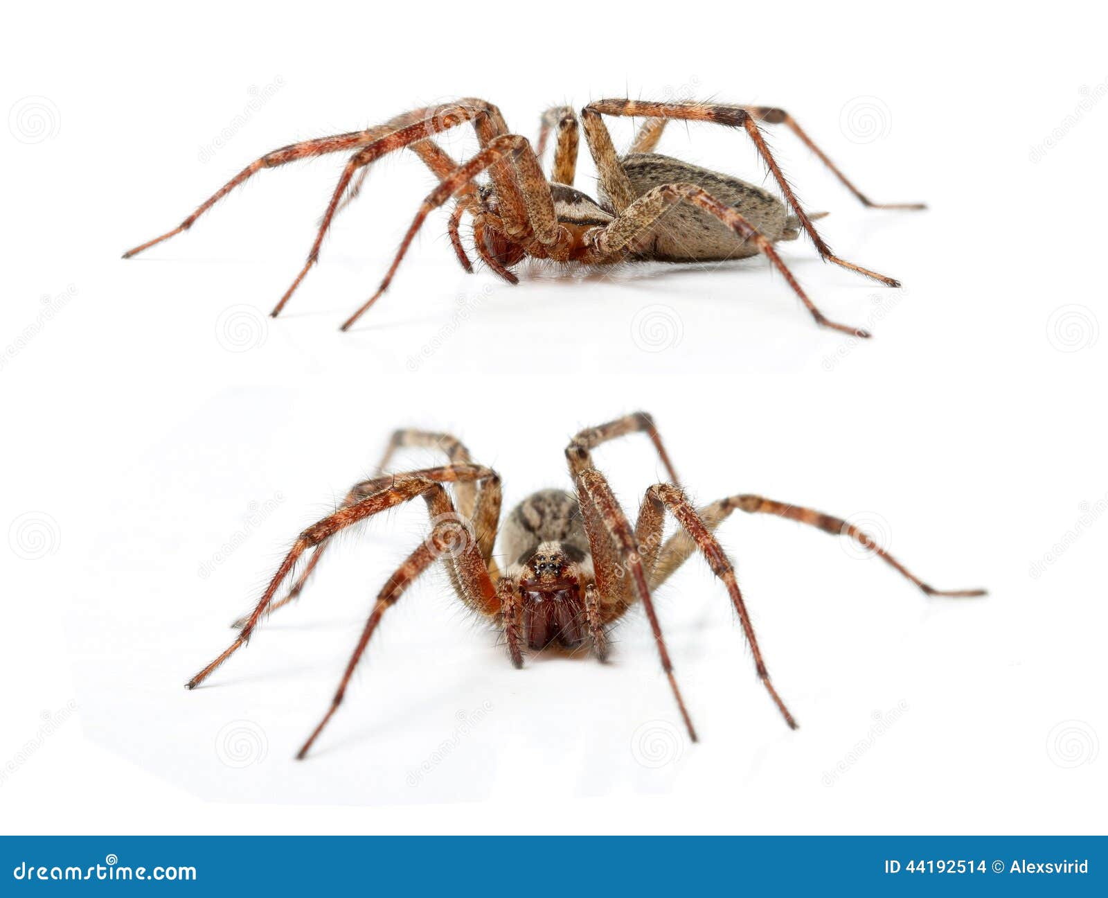 The Hobo Spider, Tegenaria Agrestis Stock Photo - Image of monster ...