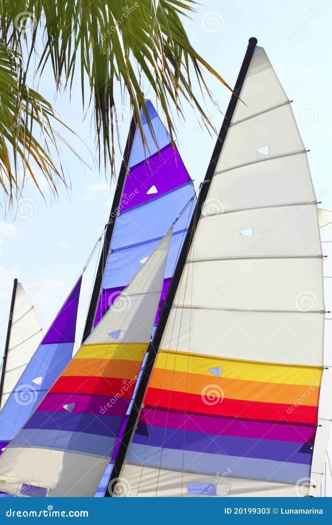Hoby Hobby Cat Colorful Sails Palm Tree Leaf Stock Image - Image of ...