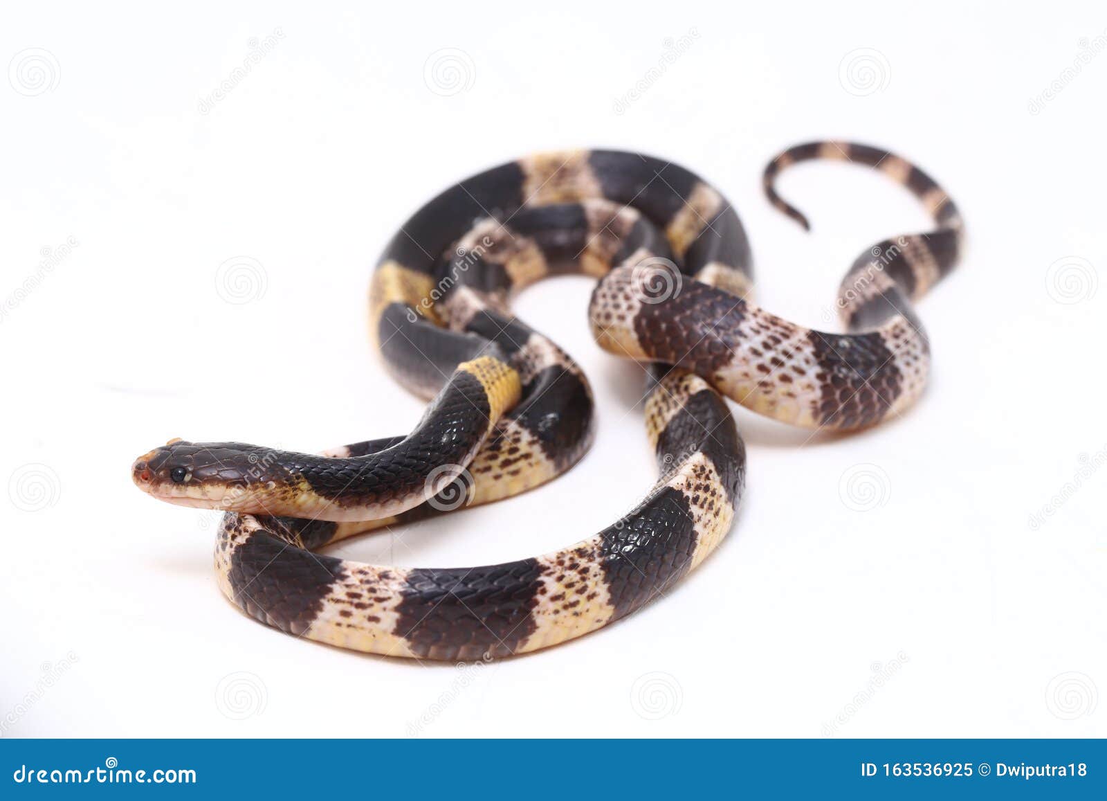 Hoch Giftig, Malayischer Krait Oder Blauer Krait Bungarus Candidus ...