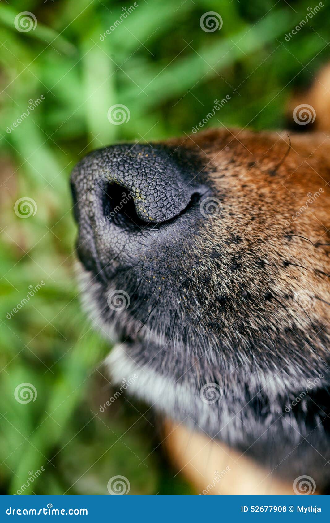 Hocico del perro foto de archivo. Imagen de mascota, prado - 52677908