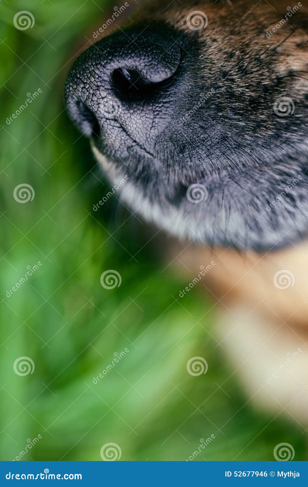 Hocico del perro foto de archivo. Imagen de perros, animal - 52677946