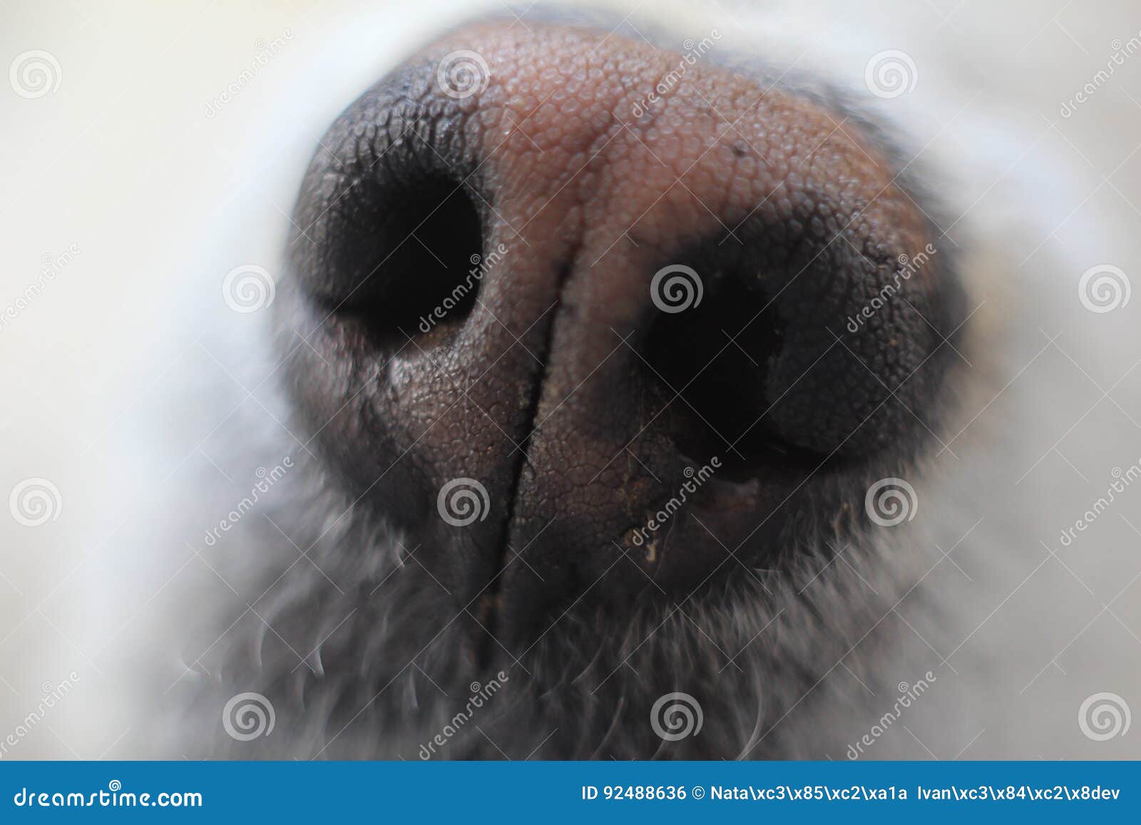 Hocico Del Perro Blanco, Primer Foto de archivo - Imagen de mirando ...