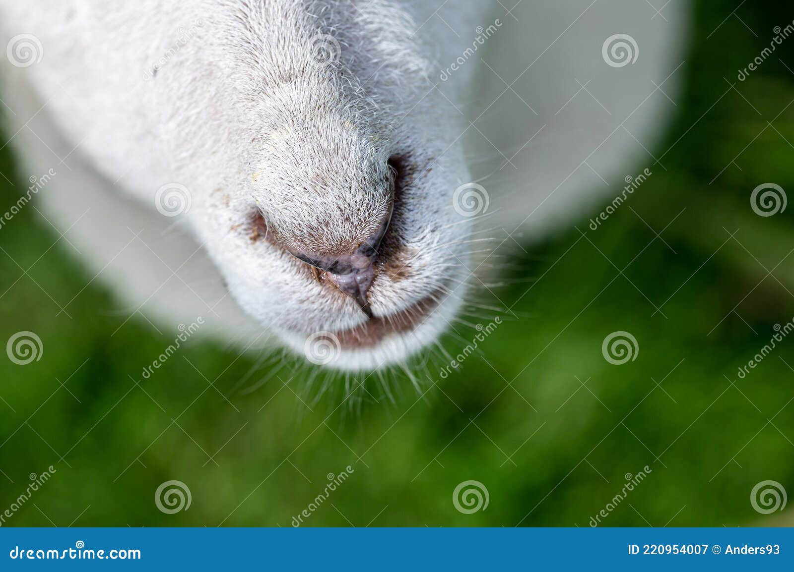 Hocico Perteneciente a Un Cordero Joven Imagen de archivo - Imagen de ...