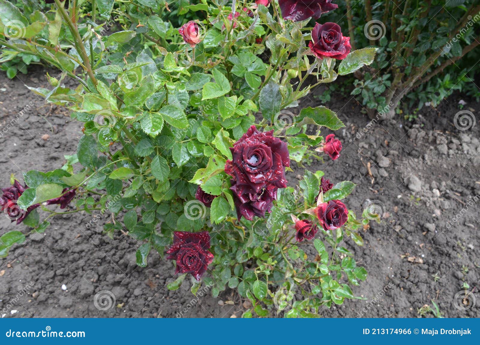 Hocus Pocus roses. stock photo. Image of colored, plant - 213174966