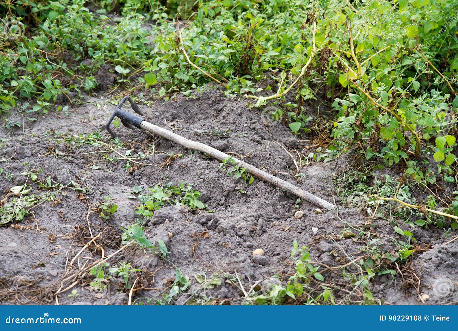 Hoe stock photo. Image of equipment, gardening, shape - 98229108