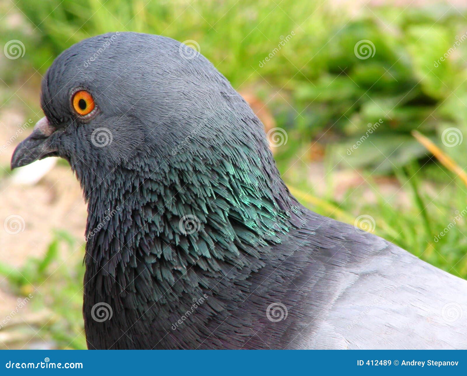 Hoe ik kijk? 2 stock afbeelding. Image of groen, noodzaak - 412489