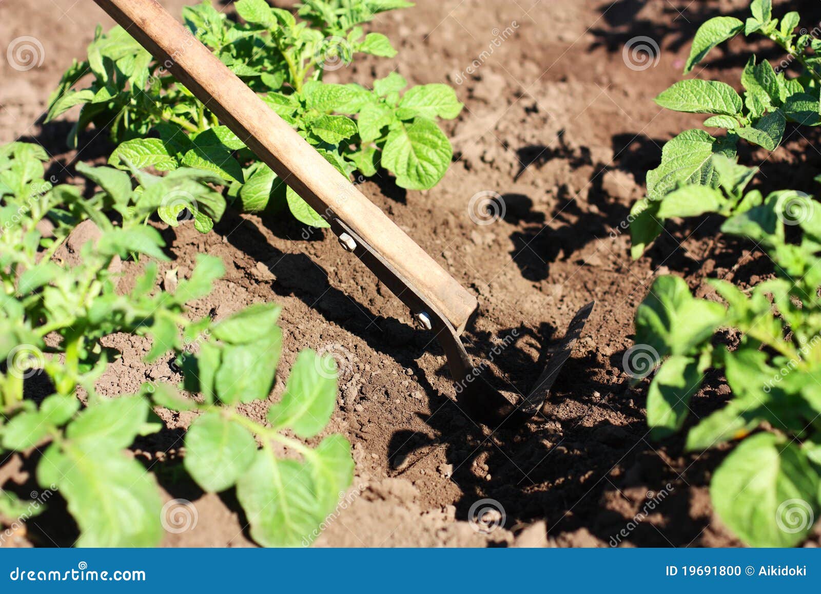 Hoe on the potato beds. stock photo. Image of dirt, countryside - 19691800