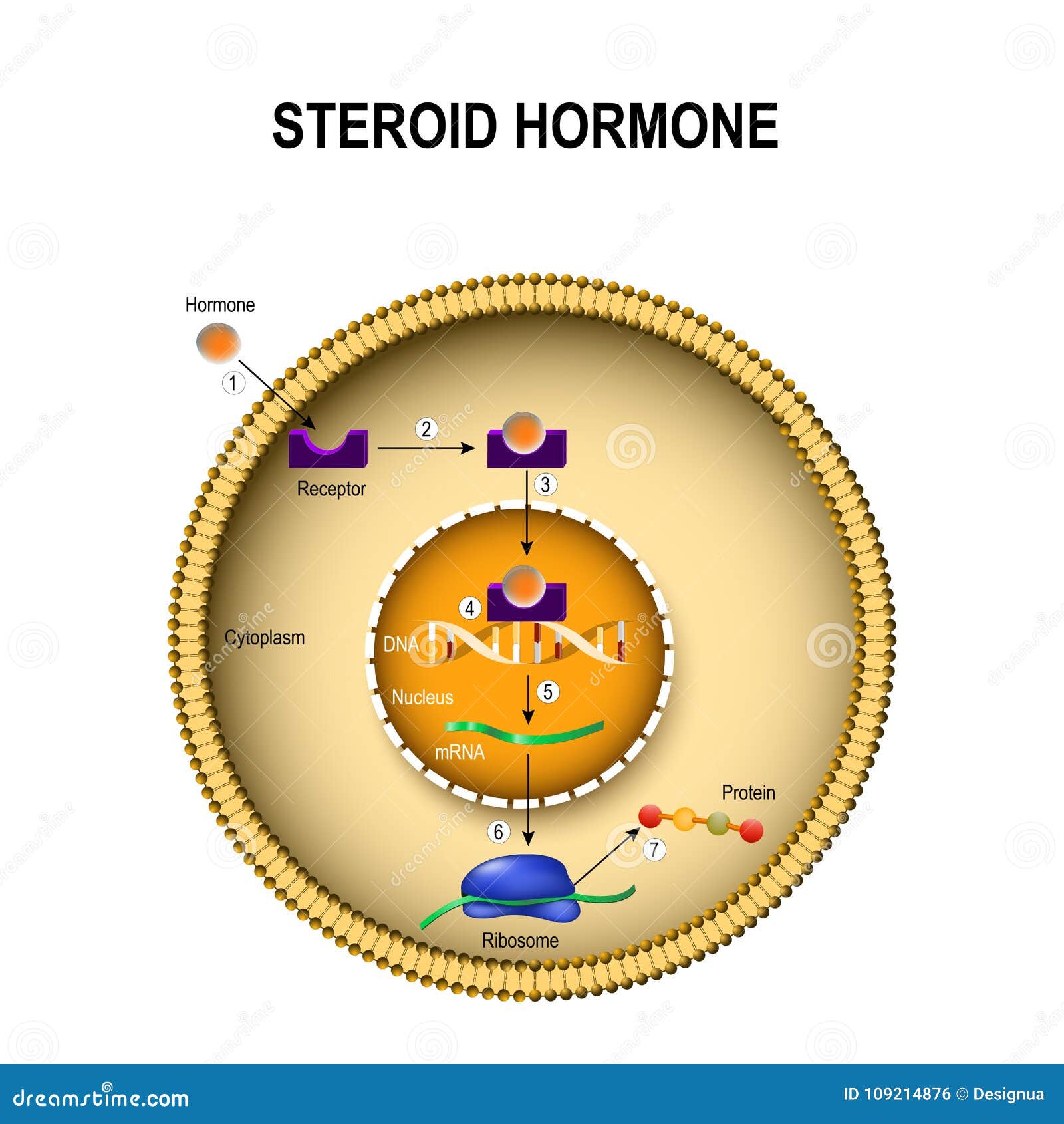 Hoe Steroid Hormonen Werken Vector Illustratie - Illustration of ...