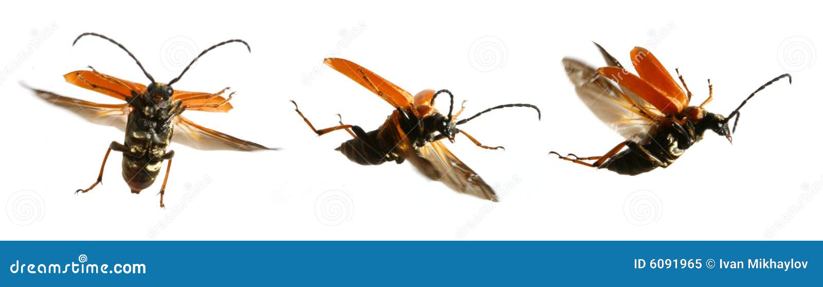 Hoe te vliegende insecten stock afbeelding. Image of geïsoleerd - 6091965