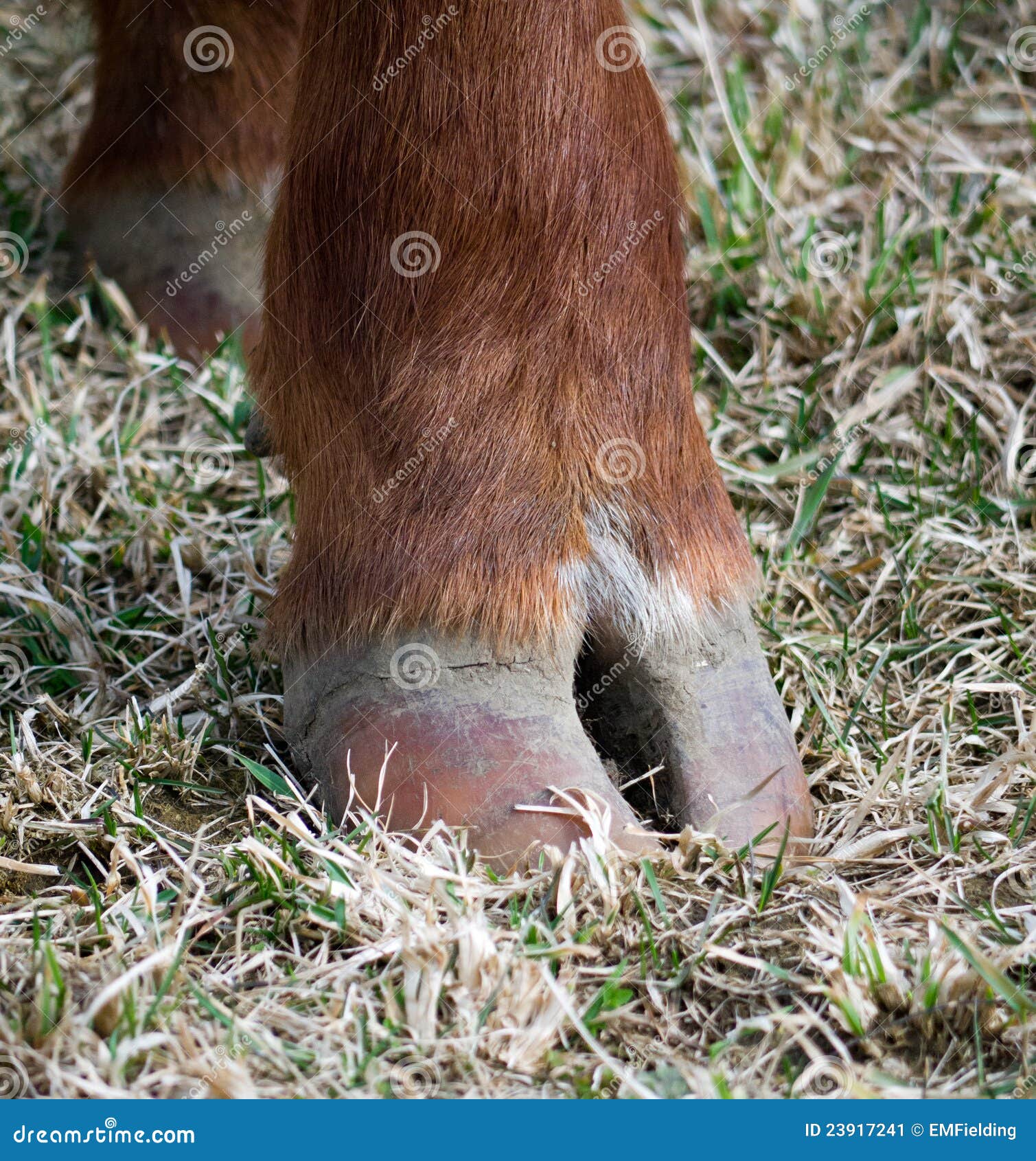 Hoef stock afbeelding. Afbeelding bestaande uit landbouwbedrijf - 23917241