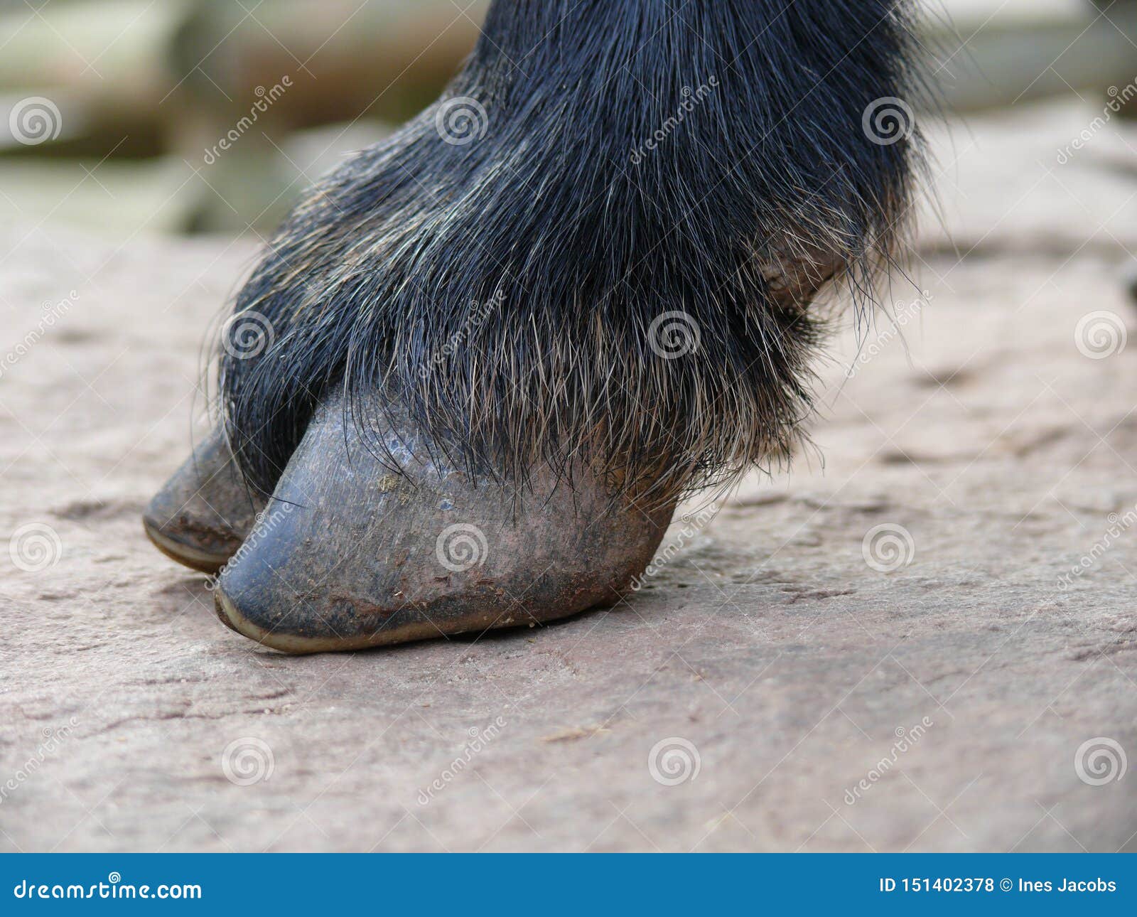 Hoef van een geit stock foto. Image of hoed, gesleept - 151402378