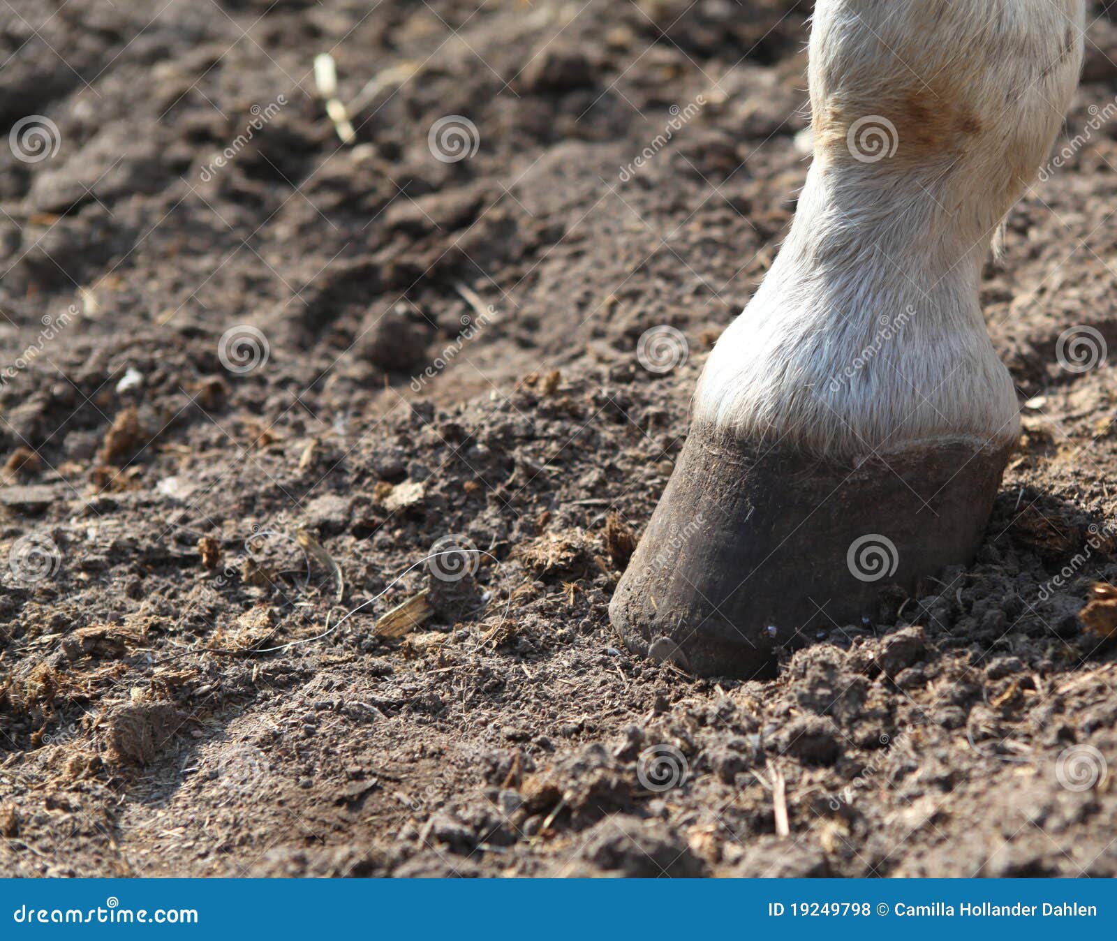 Hoef van een paard stock foto. Image of galoping, dieren - 19249798