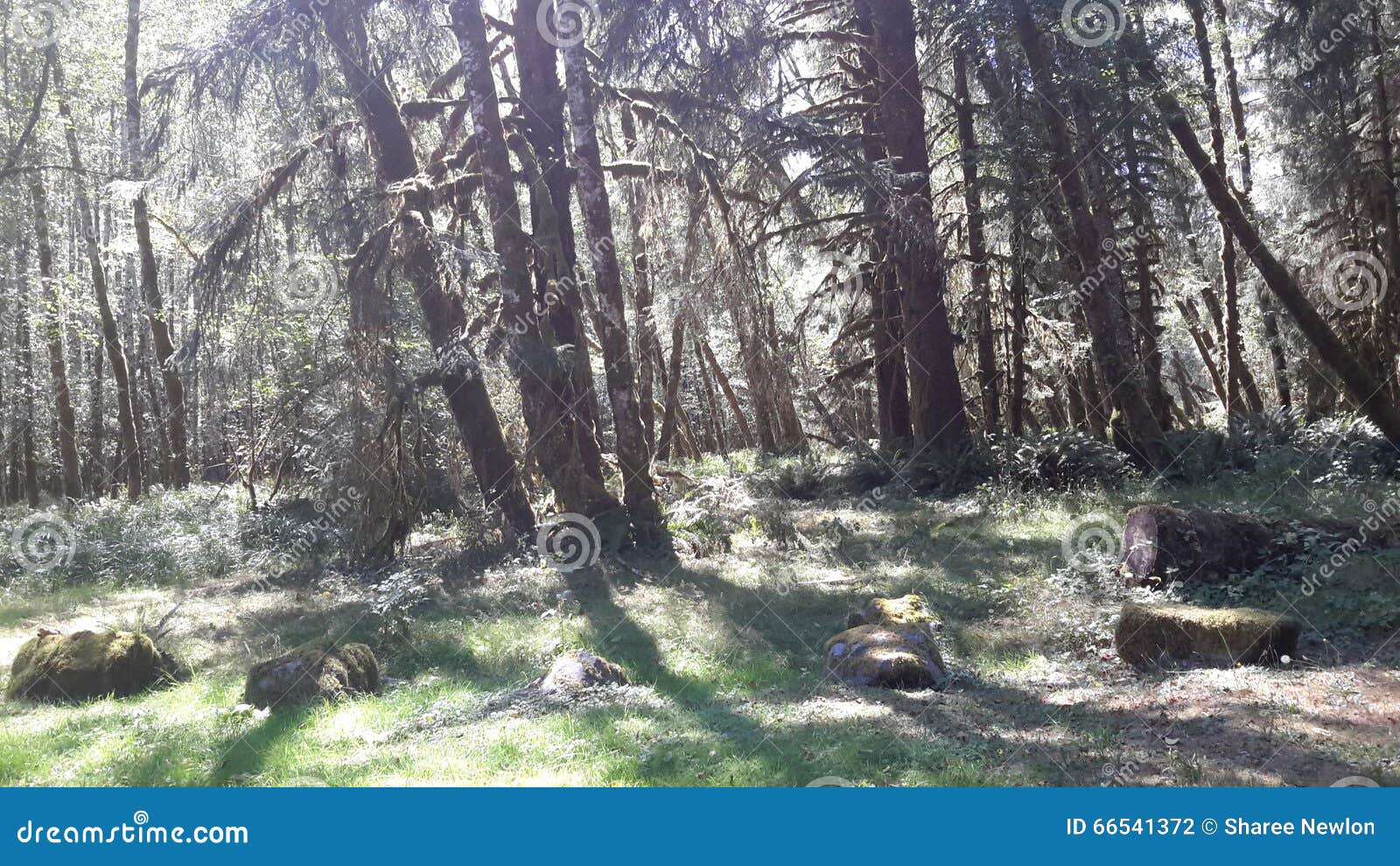 Hoeh Rainforest Stock Photos - Free & Royalty-Free Stock Photos from ...