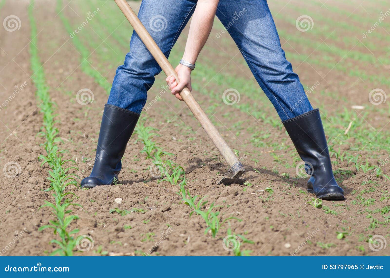Hoeing corn field stock image. Image of agrarian, hoeing - 53797965