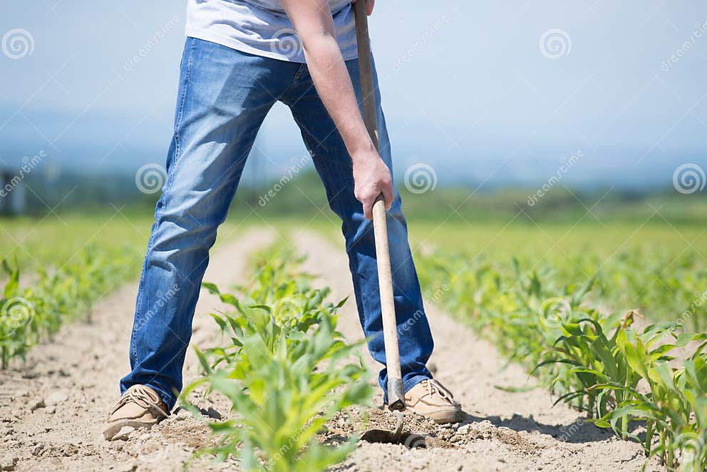 Hoeing corn field stock image. Image of outdoor, labor - 54818943