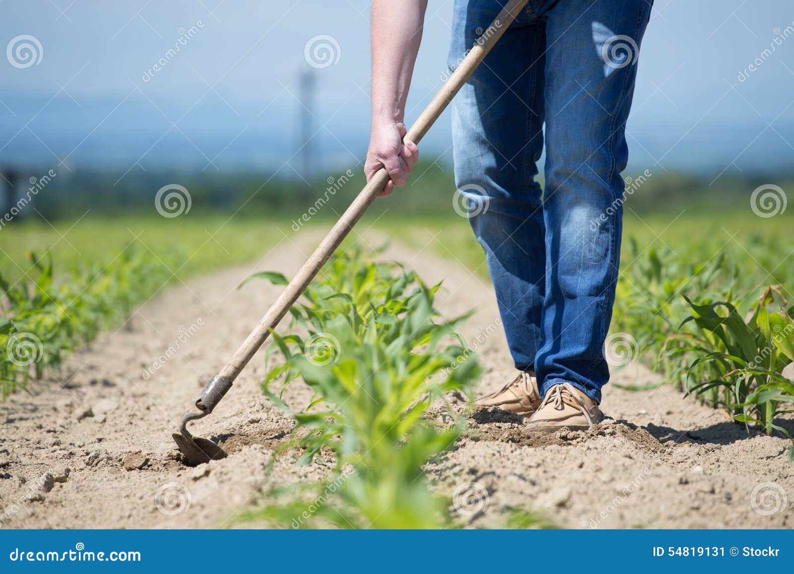 Hoeing corn field stock image. Image of equipment, country - 54819131
