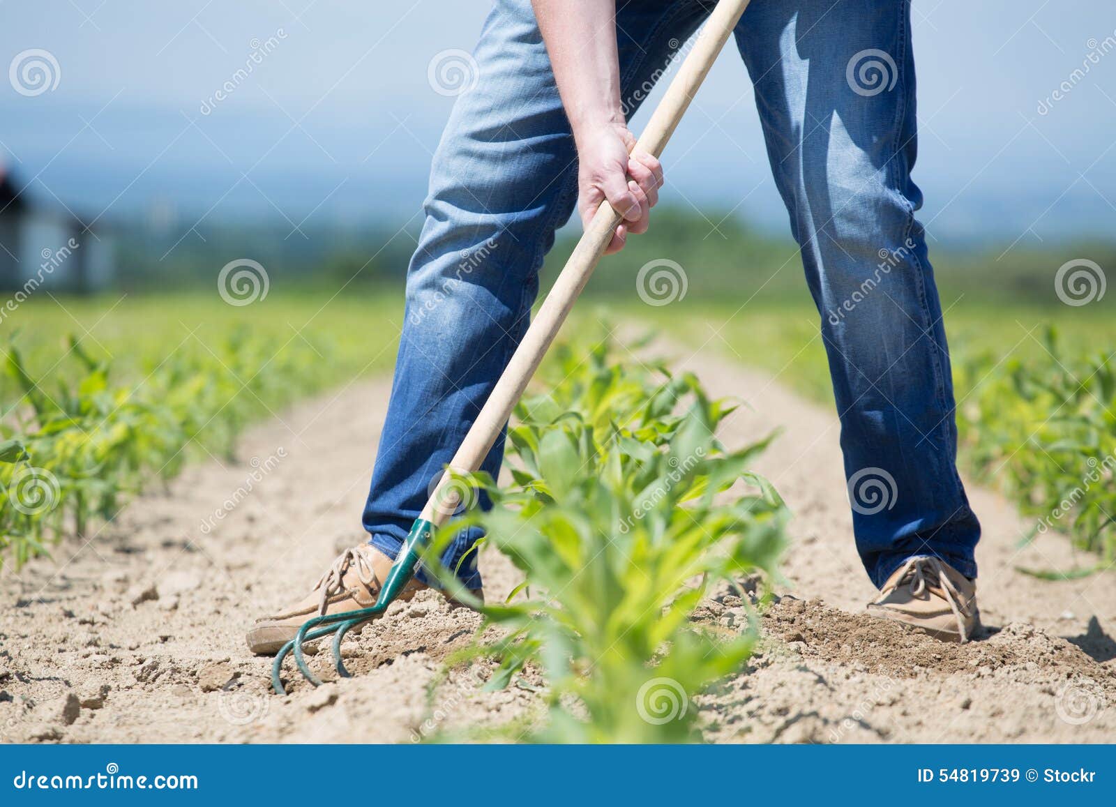 Hoeing corn field stock image. Image of caucasian, crop - 54819739