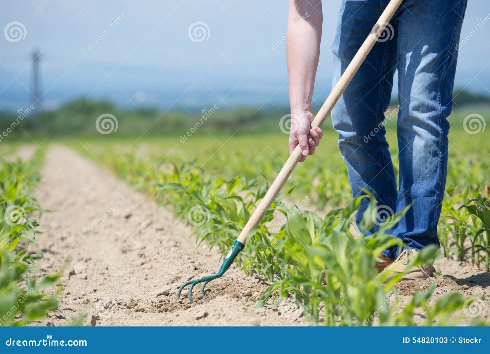 Hoeing corn field stock image. Image of growing, landscape - 54820103