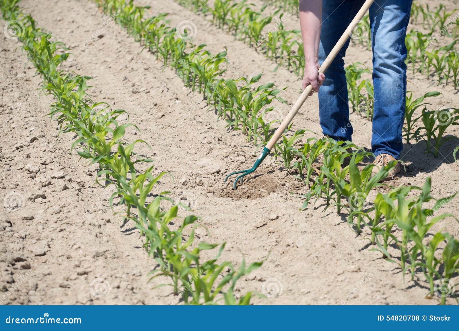 Hoeing corn field stock photo. Image of country, corn - 54820708