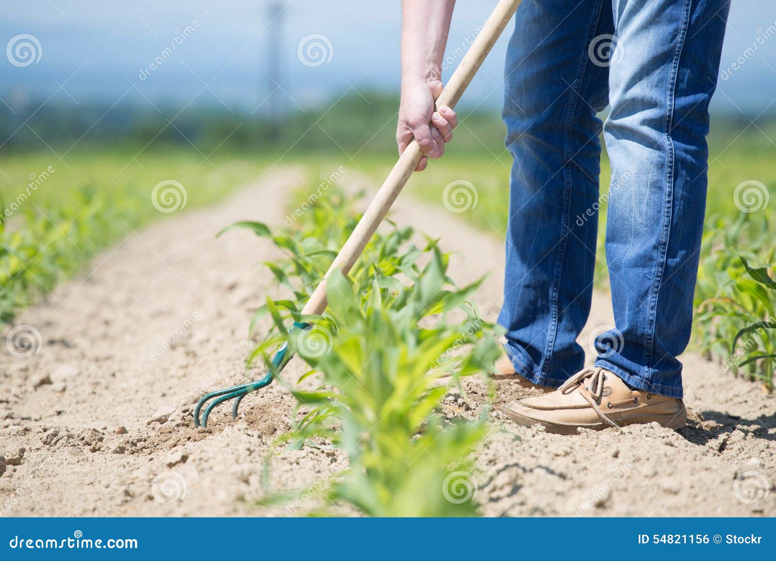 Hoeing corn field stock photo. Image of caucasian, land - 54821156