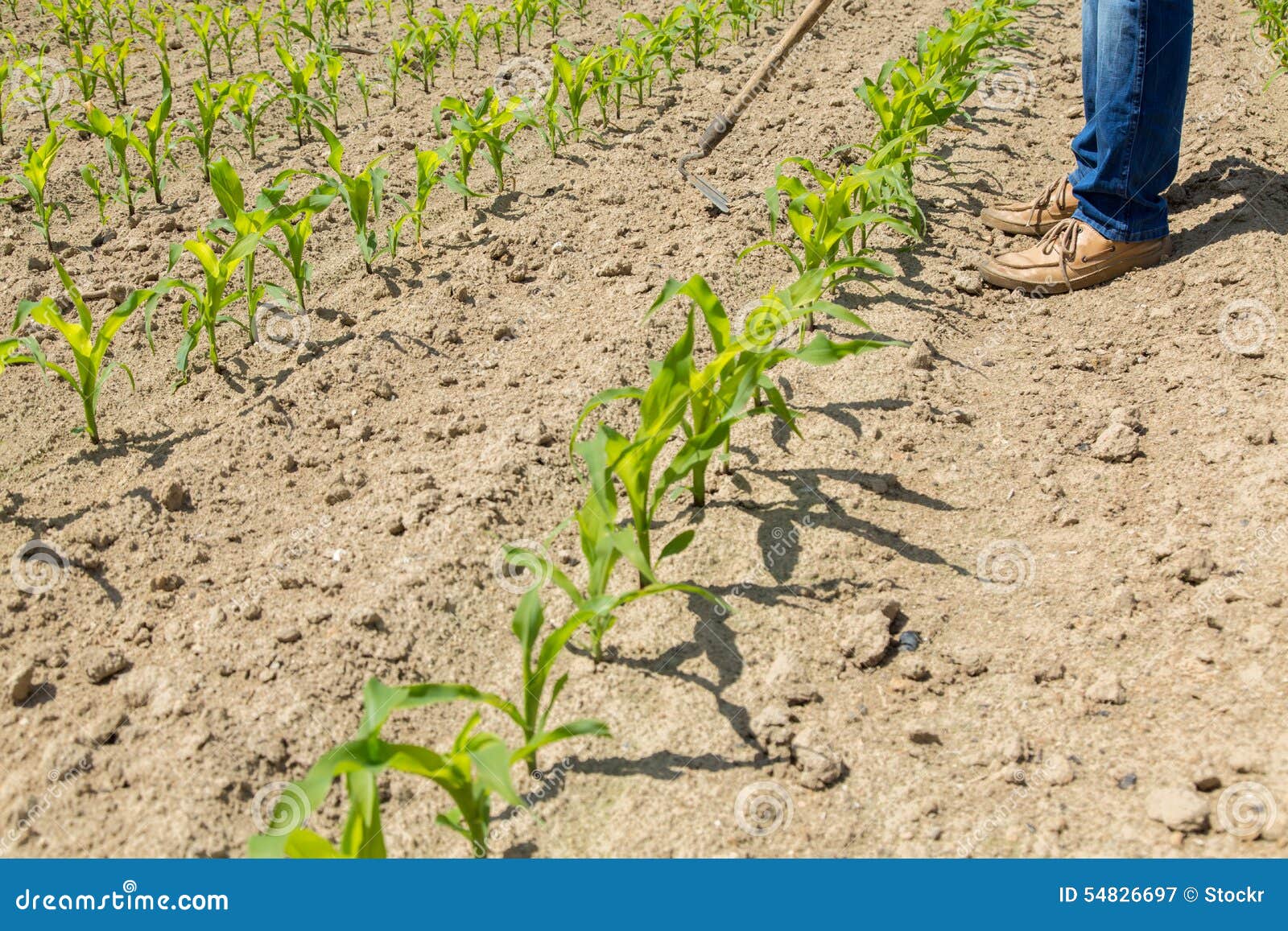Hoeing corn field stock image. Image of crop, growing - 54826697